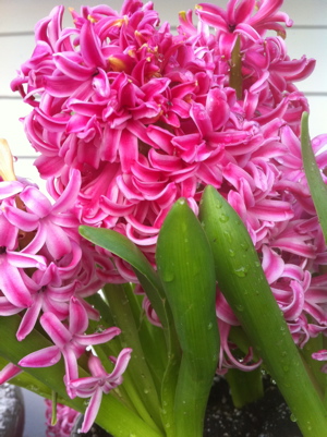 31 Days. 31 Flowers. Teaching kids about the Hyacinth! - Stylish Life ...