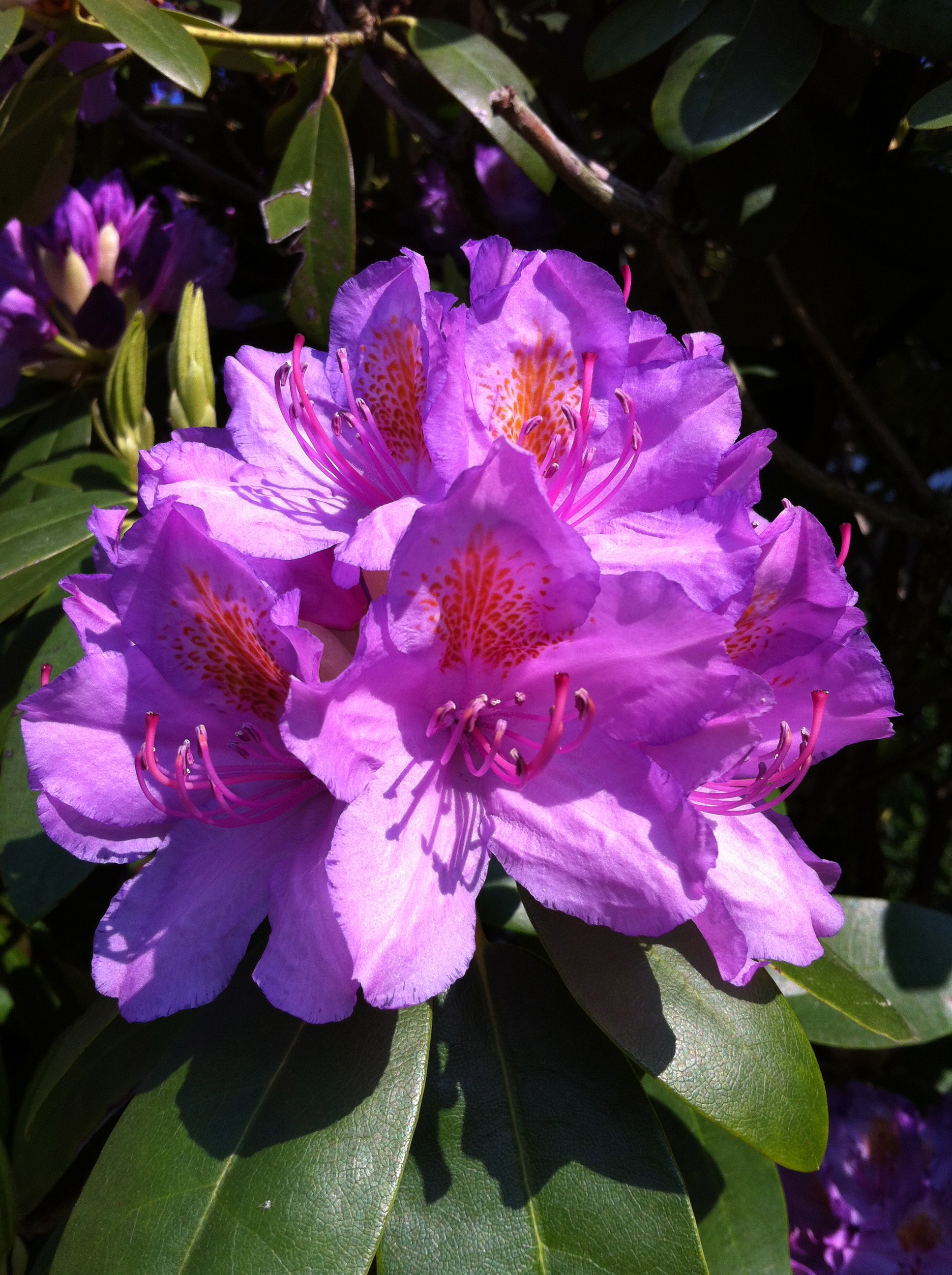 Teaching kids about Rhododendrons ~ and maybe your State Flower, too ...