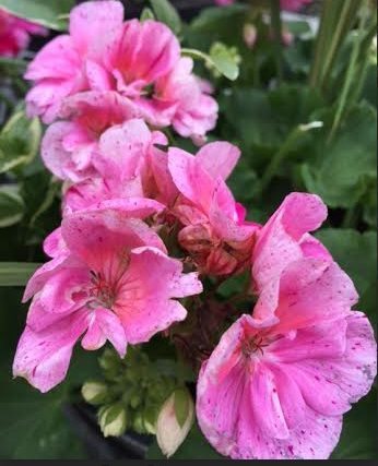 Enjoying Geraniums with your kids and hopefully your Mom today, too ...